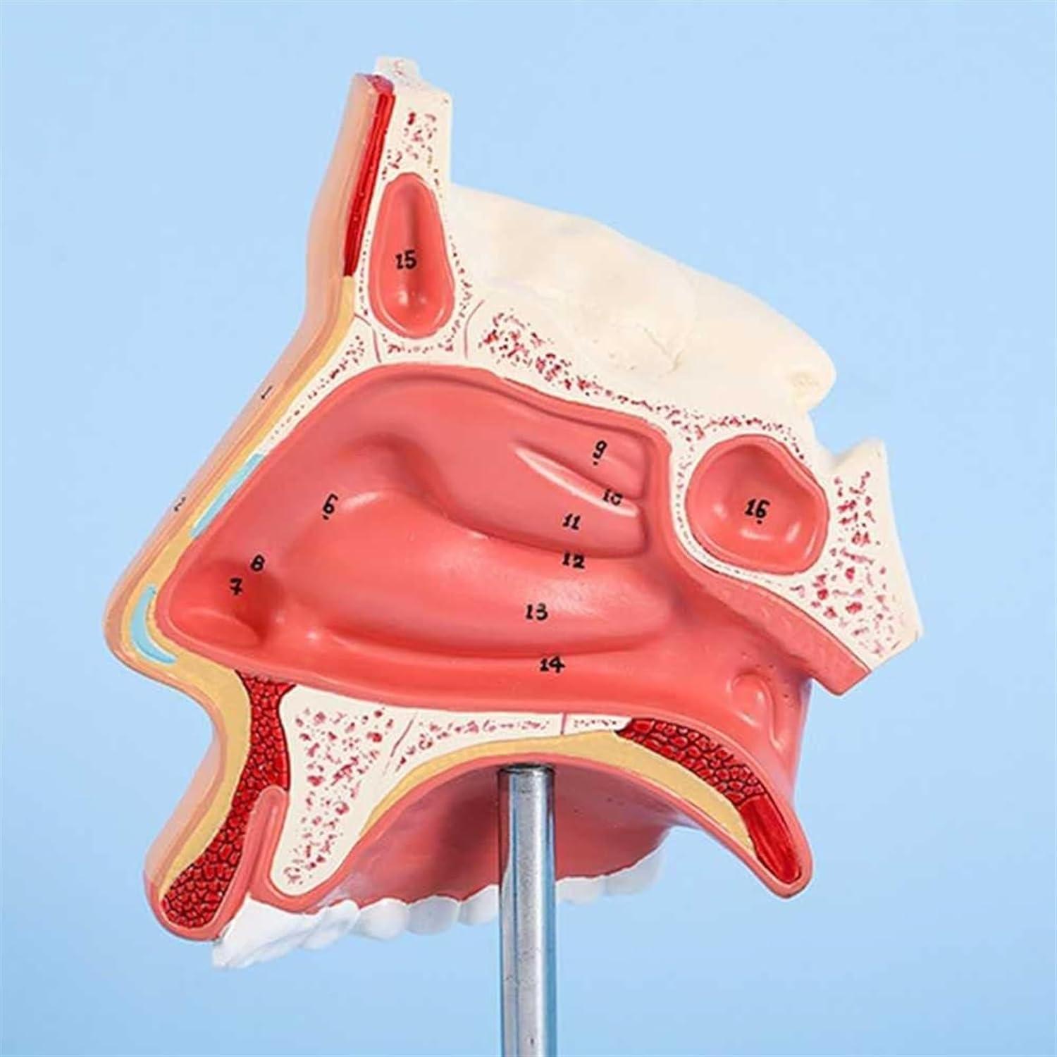 Nasal Cavity Model Labeled