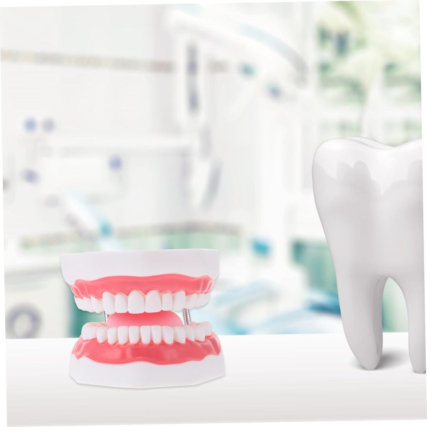 IPLUSMILE 2 STK Adult Dental Study Model - Premium Tooth Model for ...