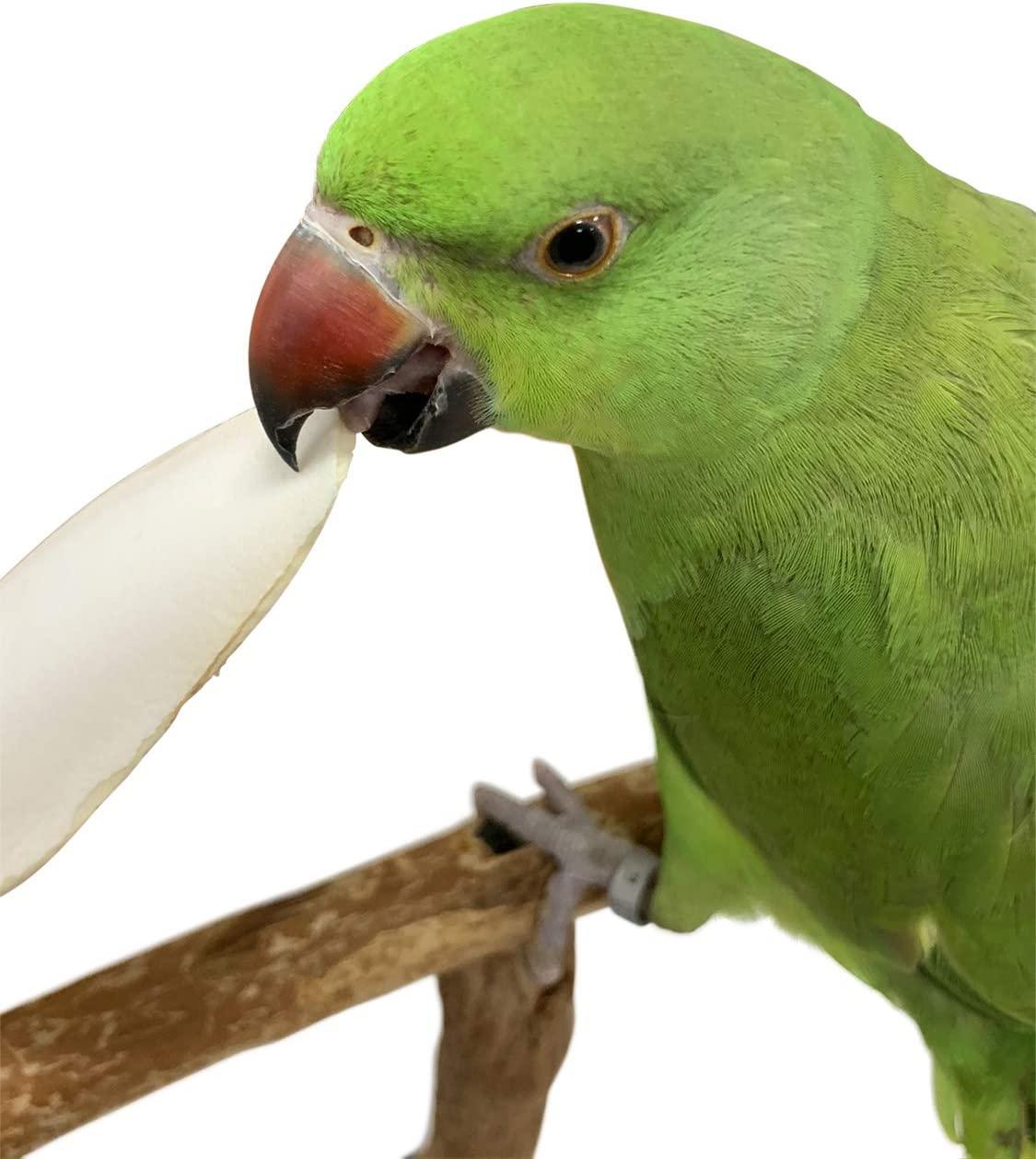 Pack of 4 Medium Cuttlebones for Birds, Tortoise, Snails, and Parakeets ...