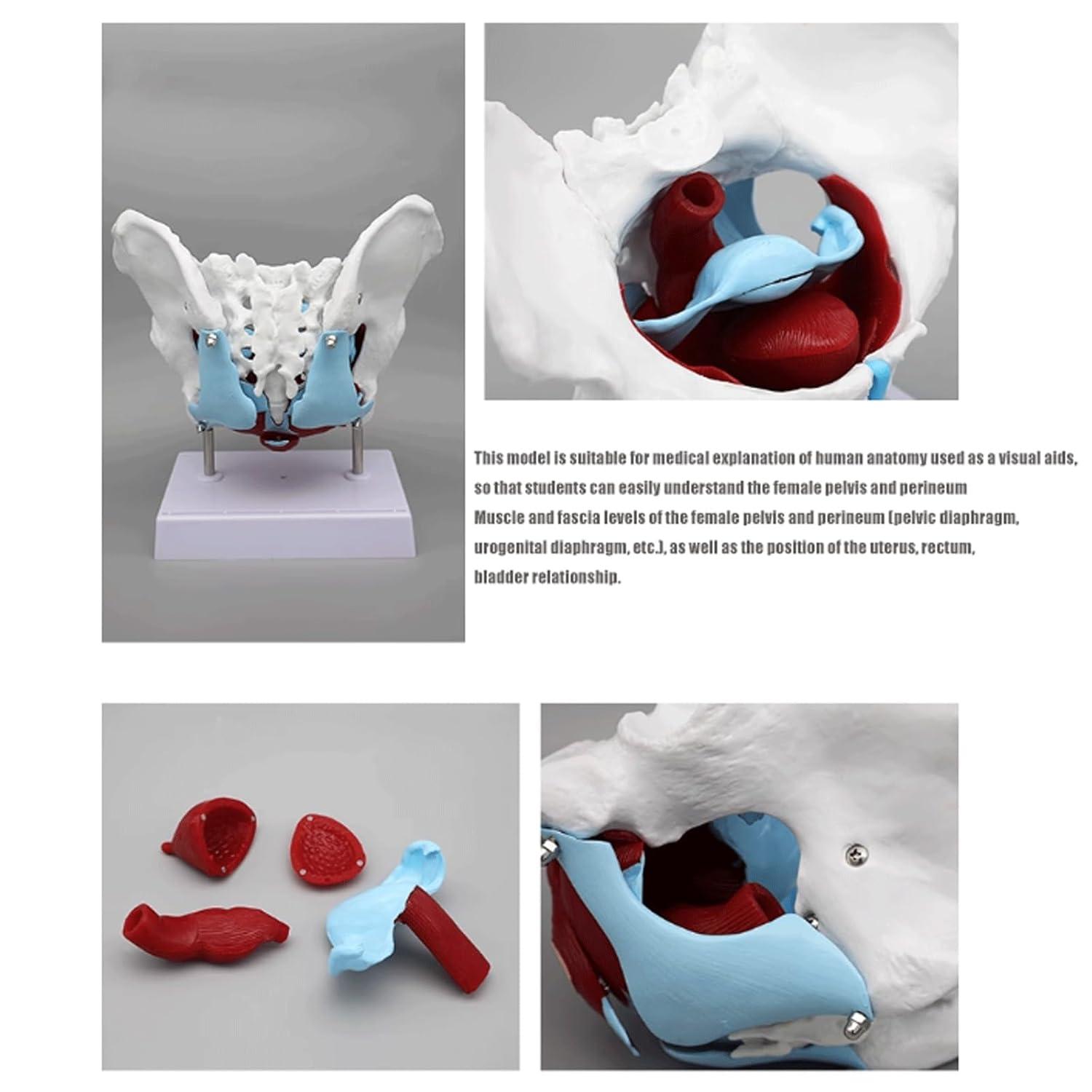 Detachable Male & Female Pelvic Model | Bladder Rehabilitation ...