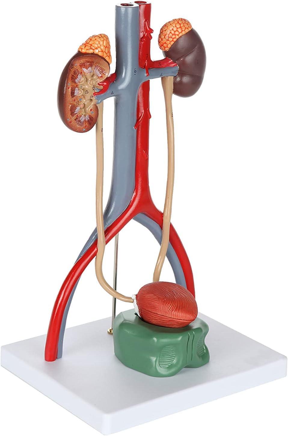 Educational Model Urea Model 13.5 Inch Male Urine System Anatomy Model ...
