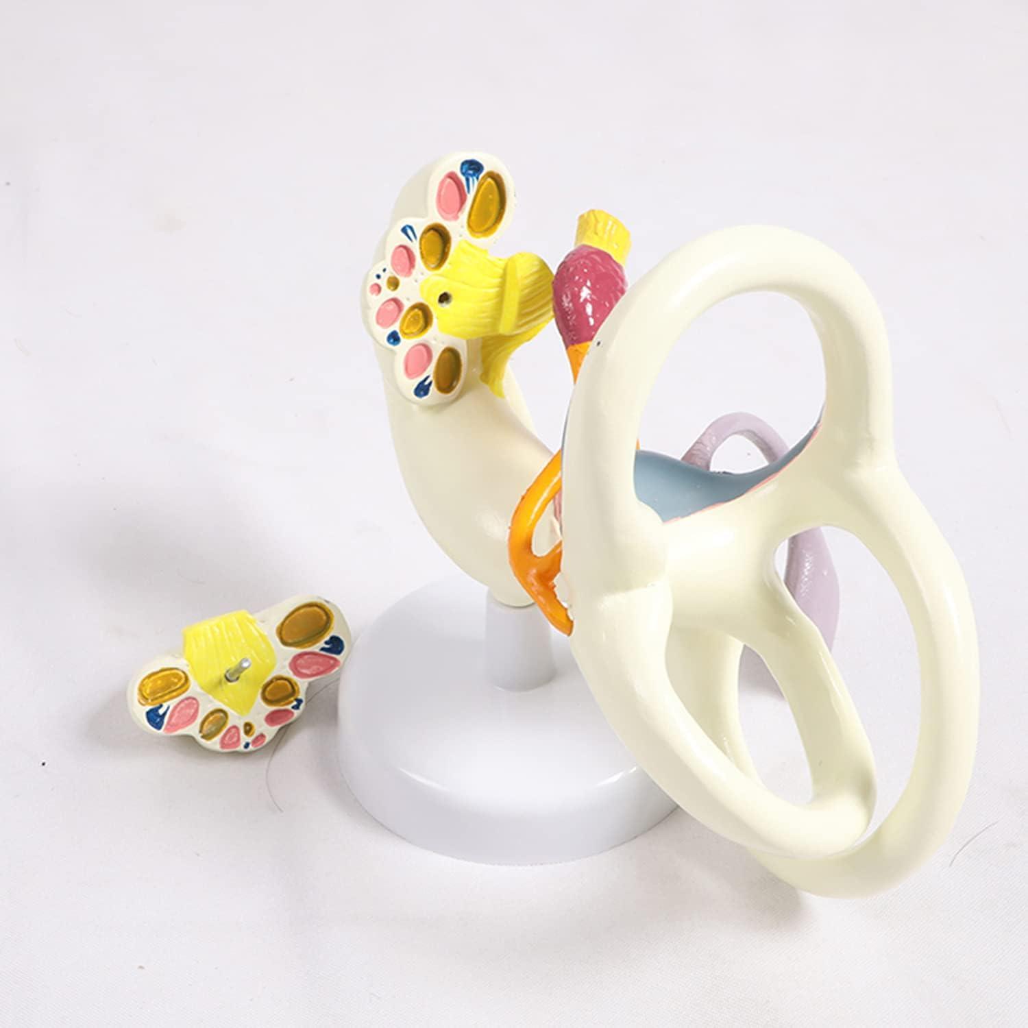 Maze 18 Times Magnification Model of The Inner Ear vestibular Model ...