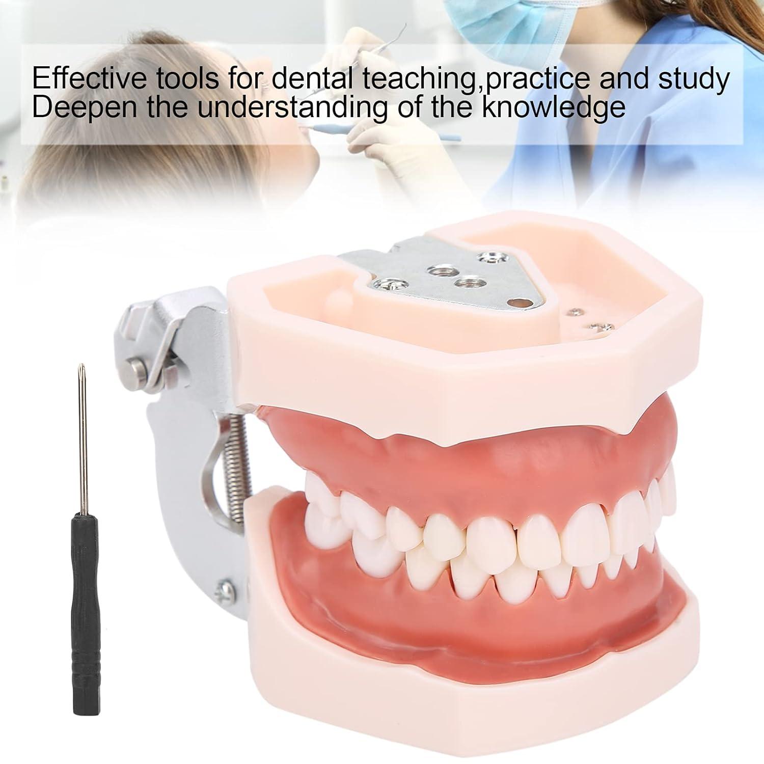 Removable Tooth Model for Dental Education | Simulation Teeth ...