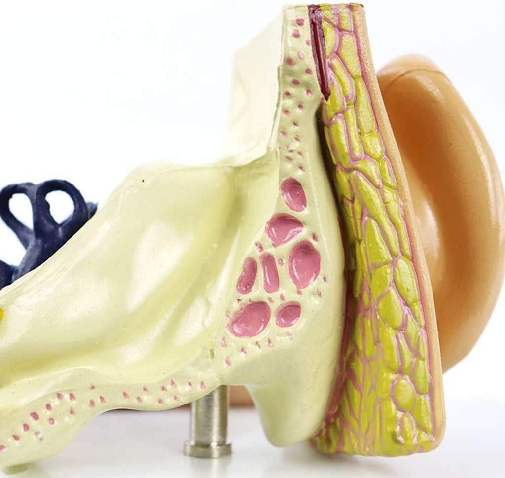 Ear Anatomical Model - Magnification 1.5X Inner Ear Ear System ...