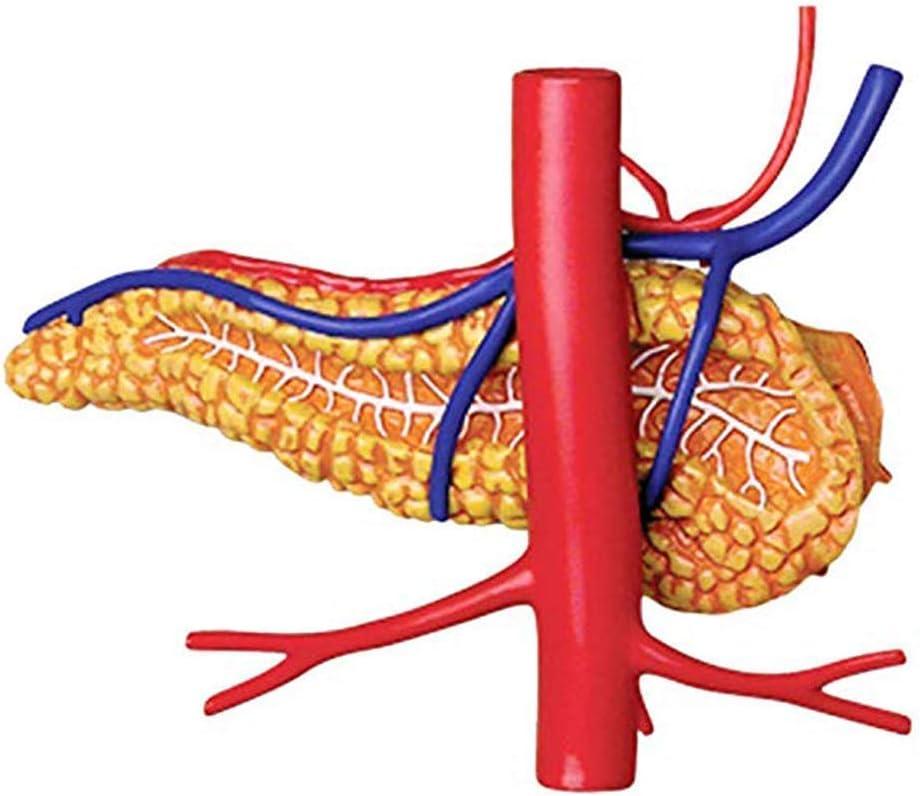 Educational Model Human Stomach Organ Anatomical Model Organ Anatomy ...
