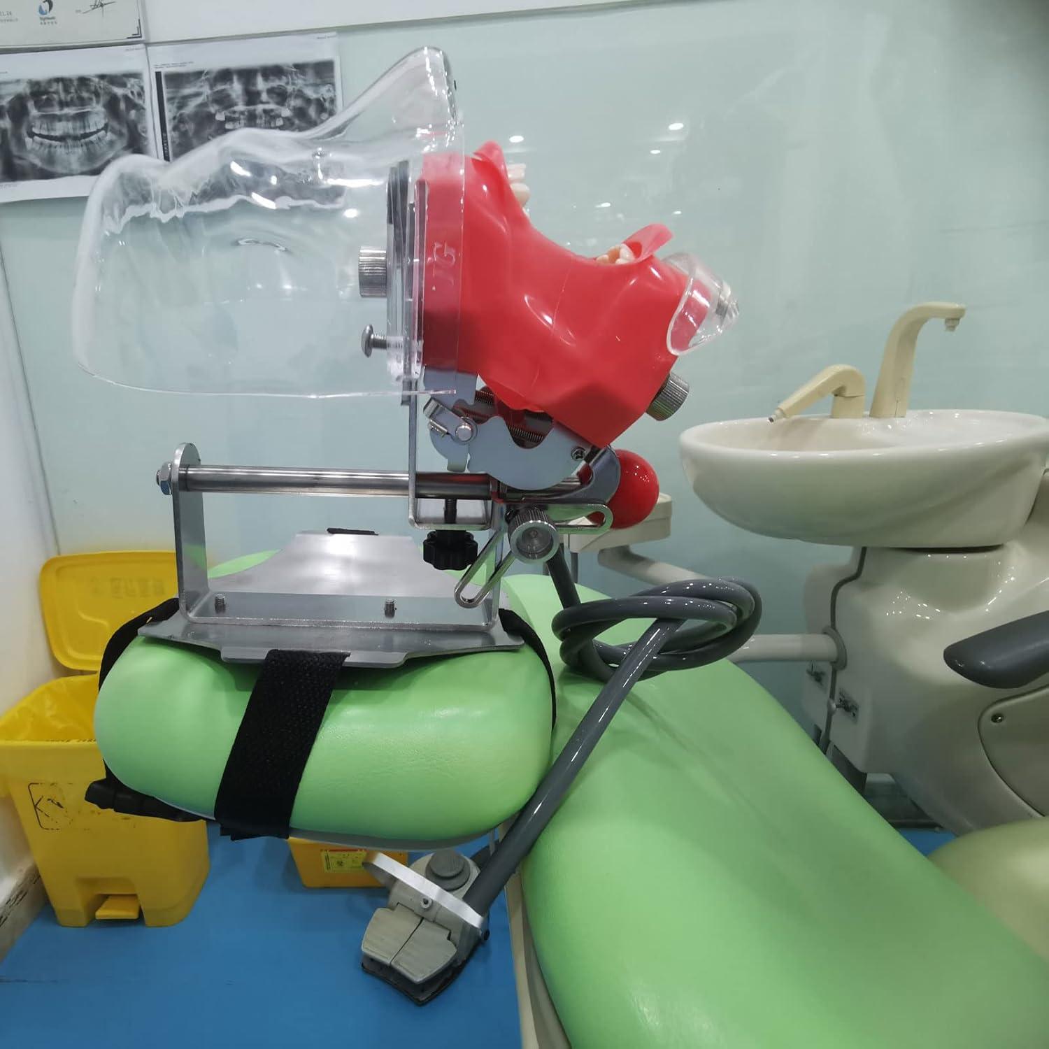 DBMGB Dental Simulator Phantom Head - Life-Size Training Model for ...