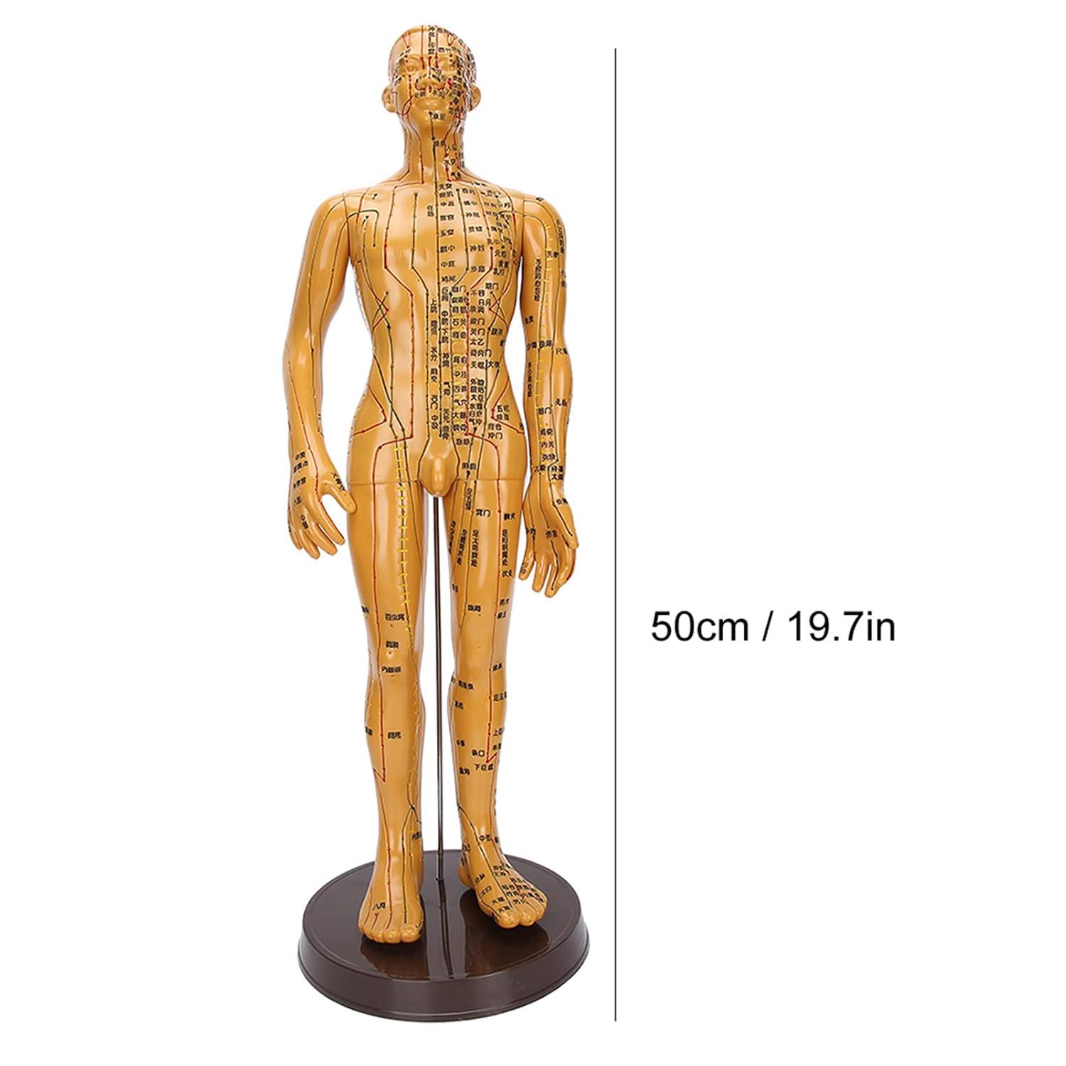 Acupuncture Model Set - Female & Male Copper Meridian Body for Chinese ...