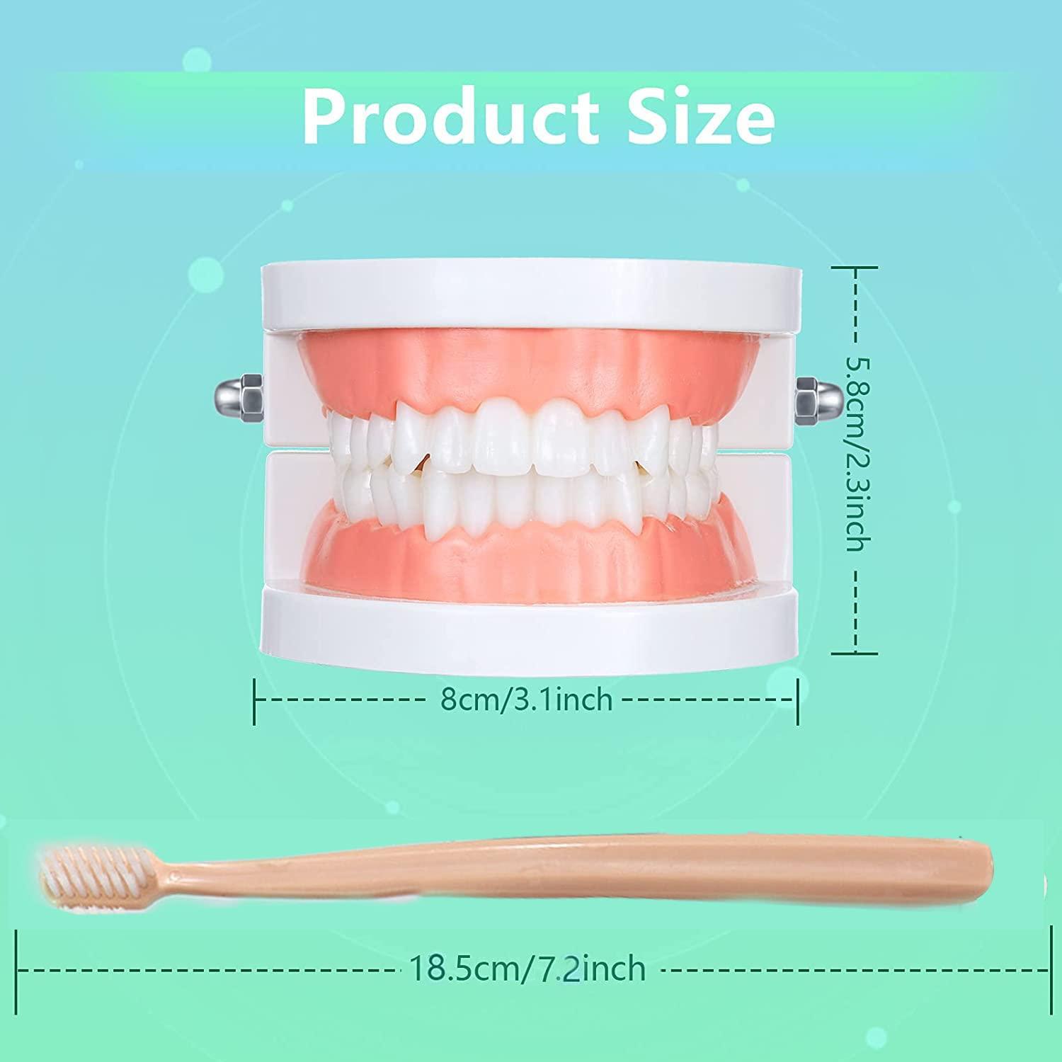 High-Quality Dental Model & Denture Demonstration Kit for Adults ...