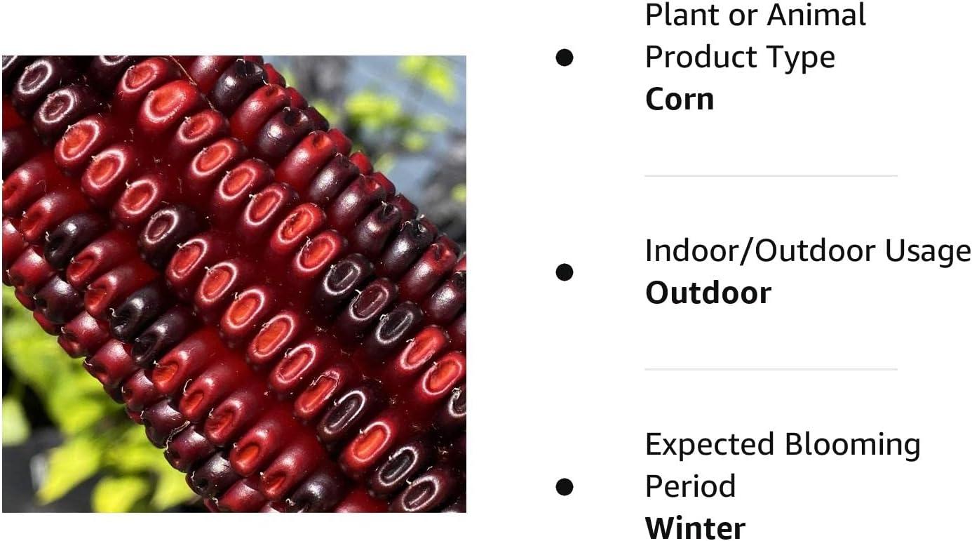 Jimmy Red Moonshine Grits Premium Heirloom Corn Seed Packet | Buy Now ...