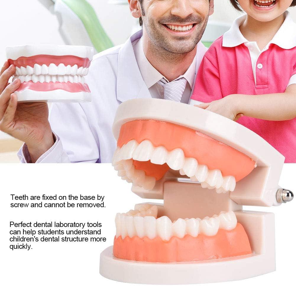 Oral Education Model for Kids | Tooth Brushing & Dental Care Model for ...