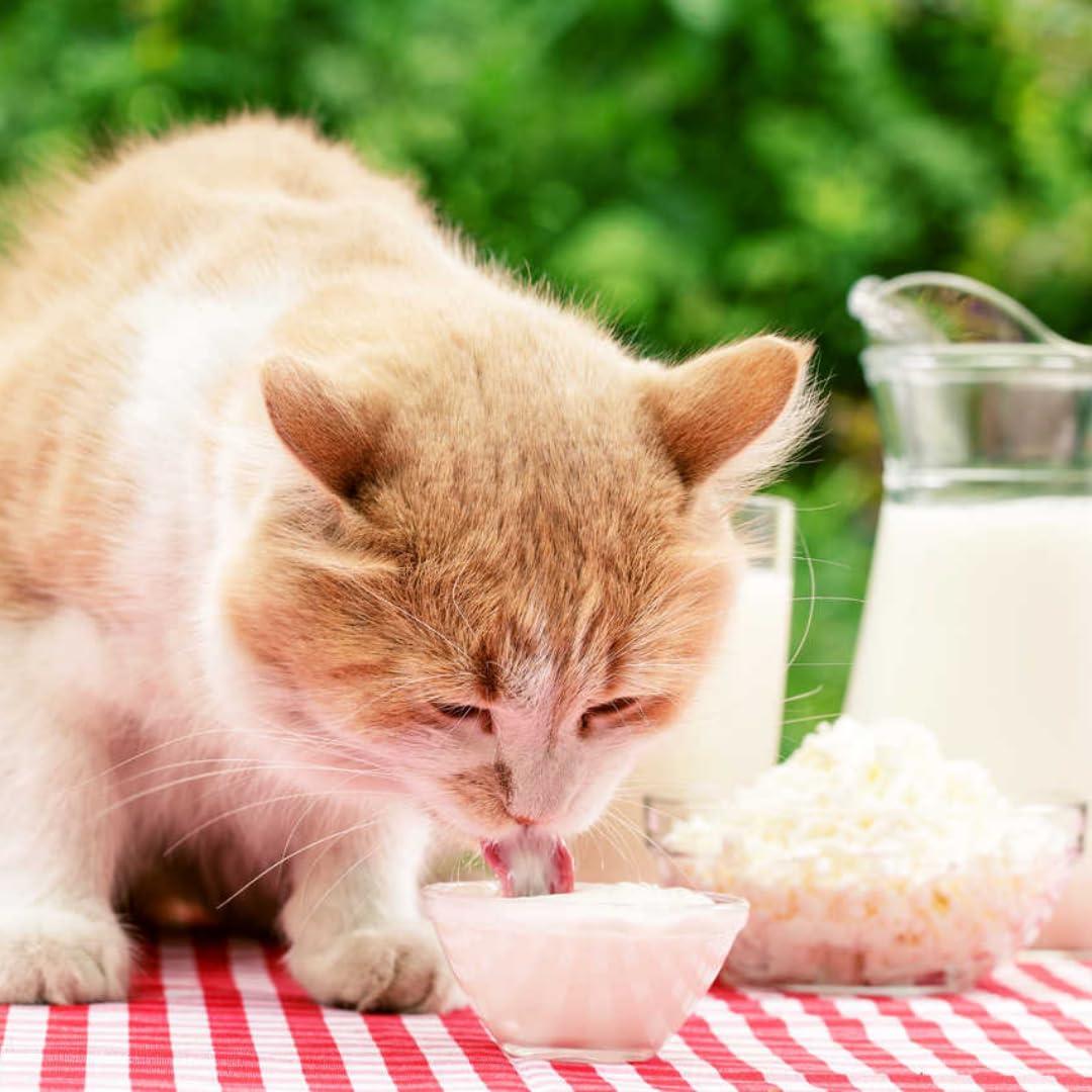 Buy EDEKA Cat Milk 200ml (12 Pack) | Healthy & Nutritious Cat Drink for ...