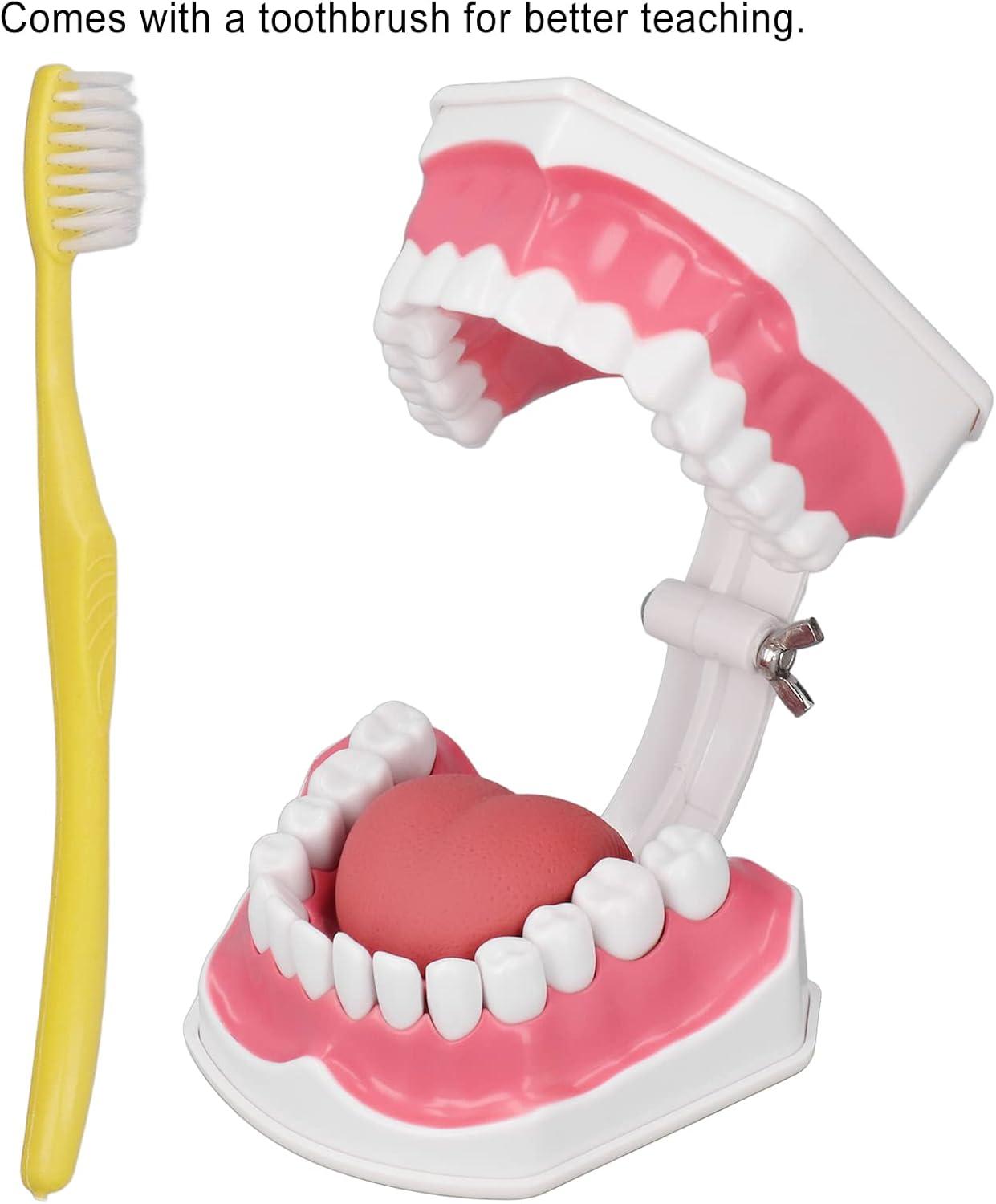 Vomeko Tooth Brushing Practice Model for Kids - Ideal Training Set with ...