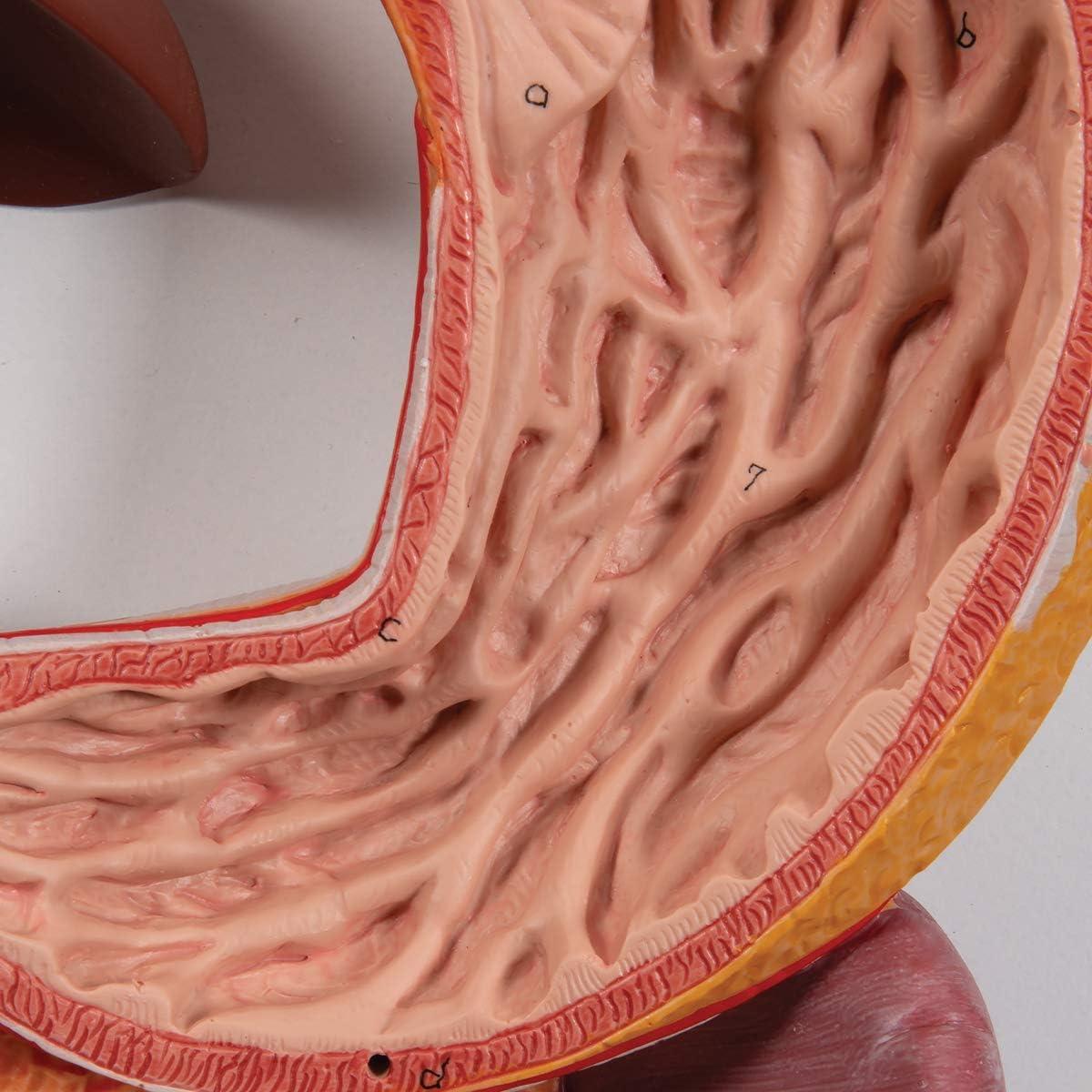 Human Digestive System Model - 3 Part Anatomical Display | Educational ...