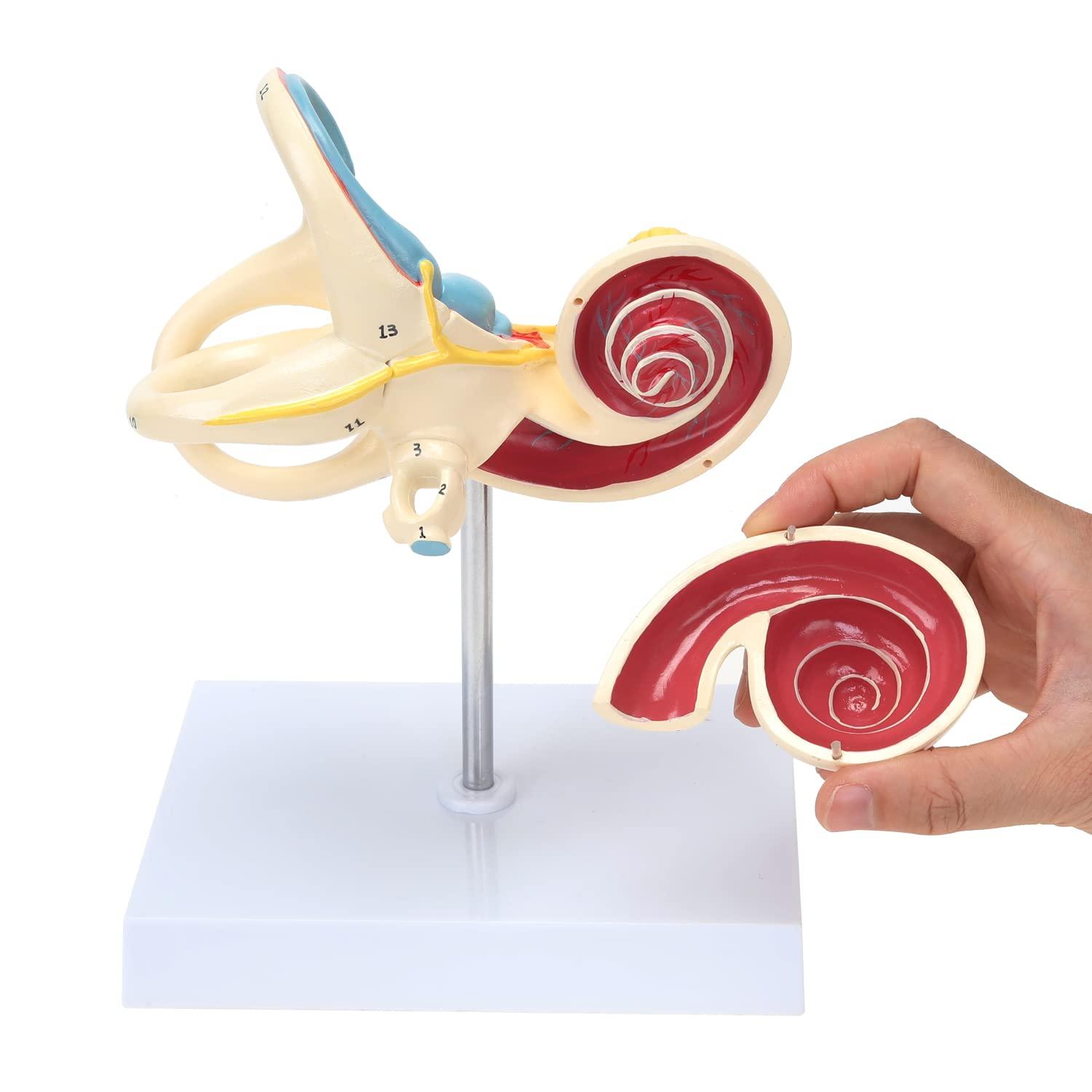 RONTEN Inner Ear Model - 8X Life-Size Medical Anatomy Model | Buy Now ...