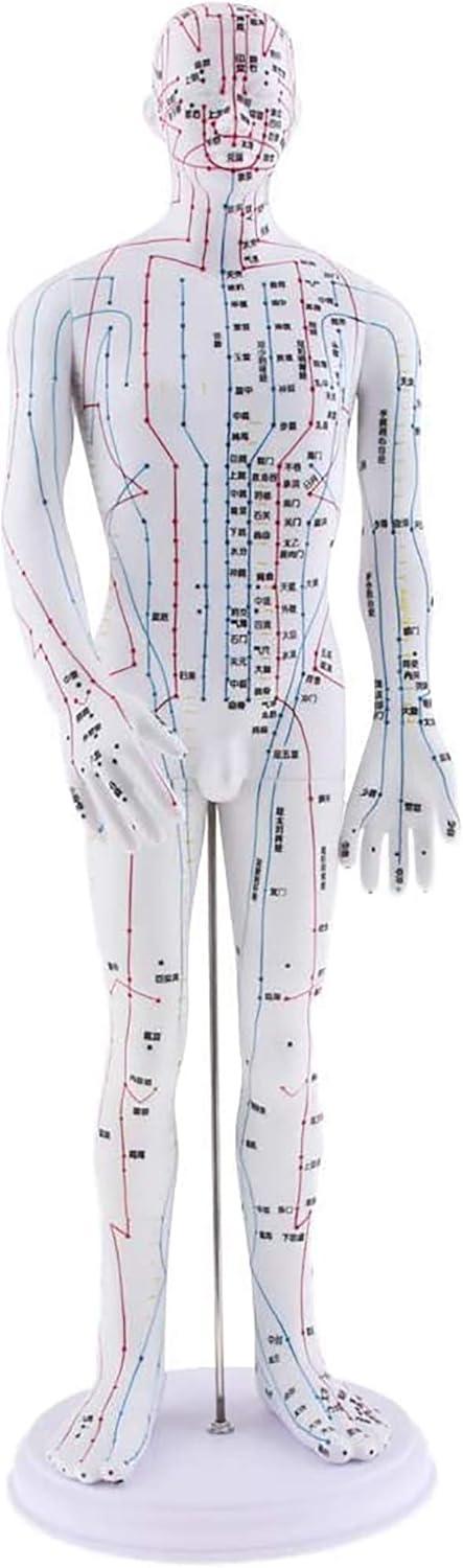 360 Rotatable Male Acupuncture Model 50cm - PVC Human Meridian ...