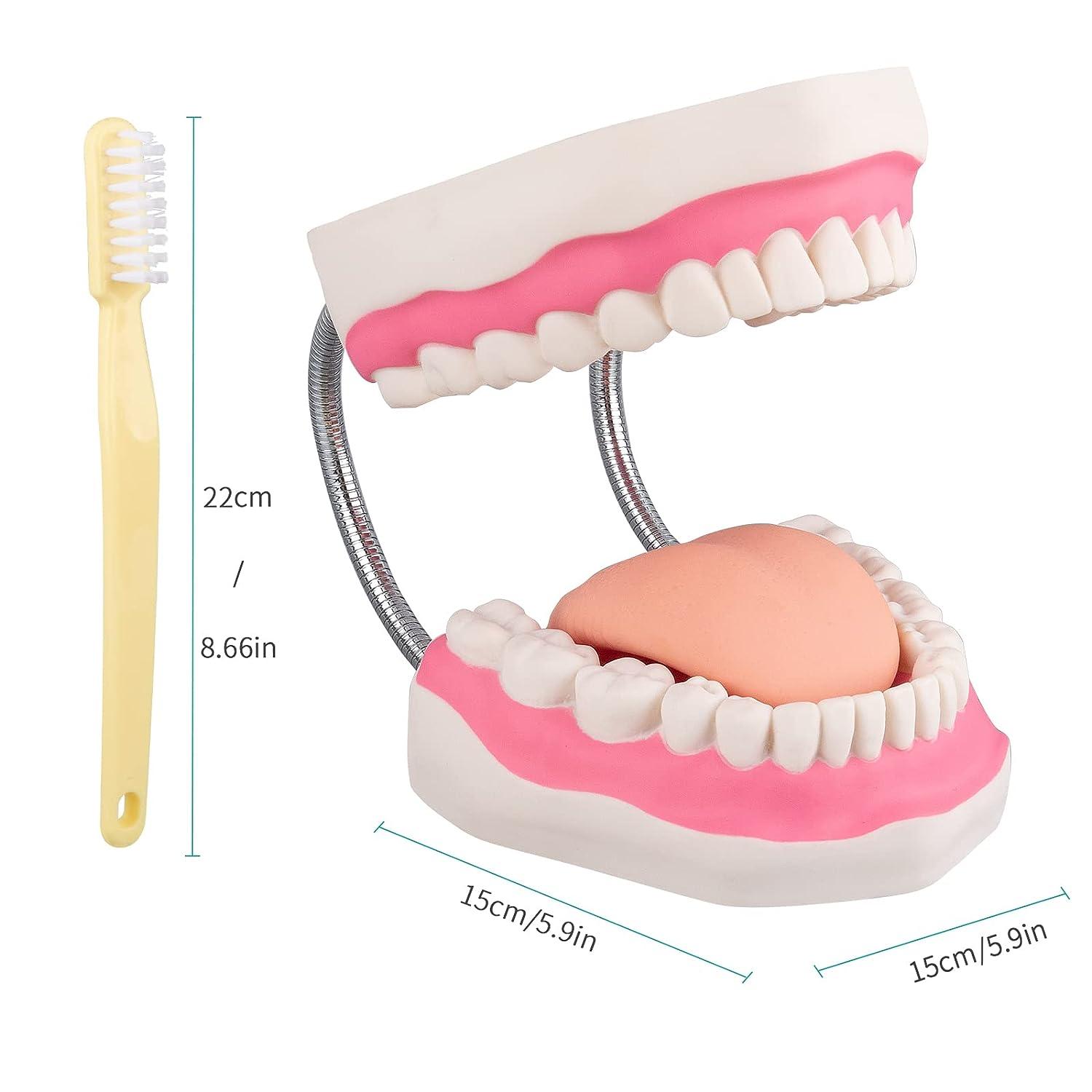 LVCHEN Mouth Model for Speech Therapy - Dental Hygiene Teeth Model with ...