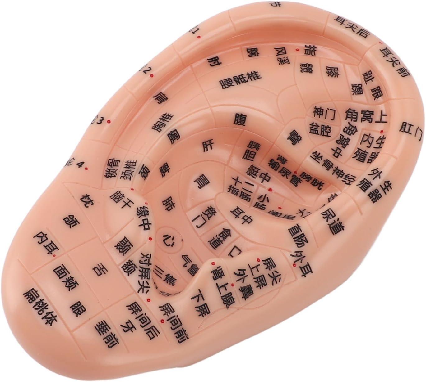 Buy Ear Massage Model - Accurate PVC Acupuncture Model - Ideal for ...