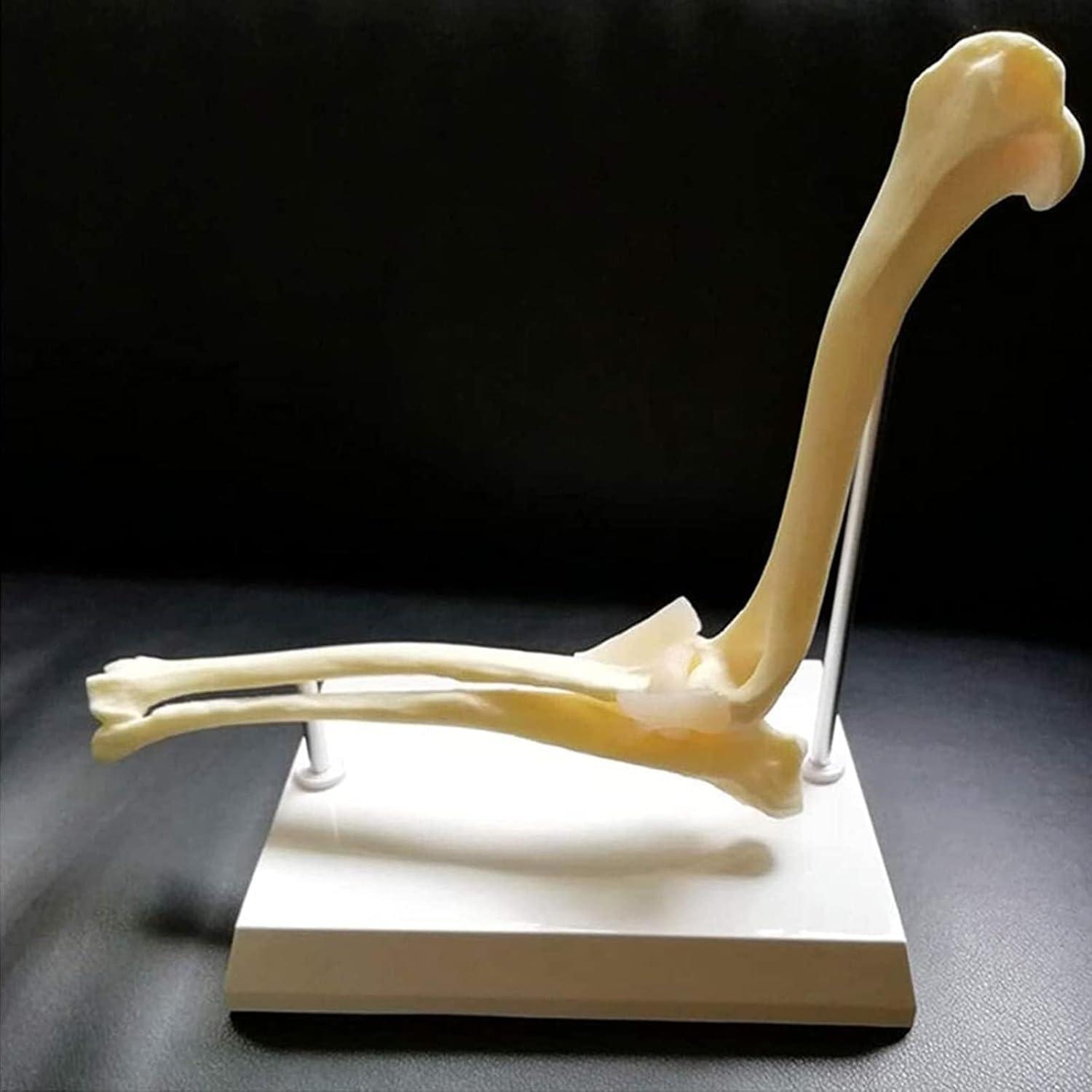 Canine Elbow Joint Model Dog Elbow Joint Model Animal Body Anatomy ...