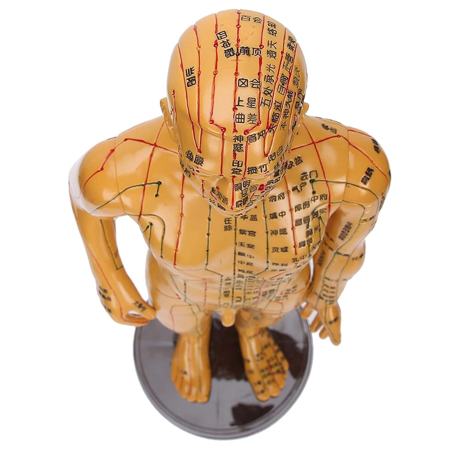 Acupuncture Model Set - Female & Male Copper Meridian Body for Chinese ...