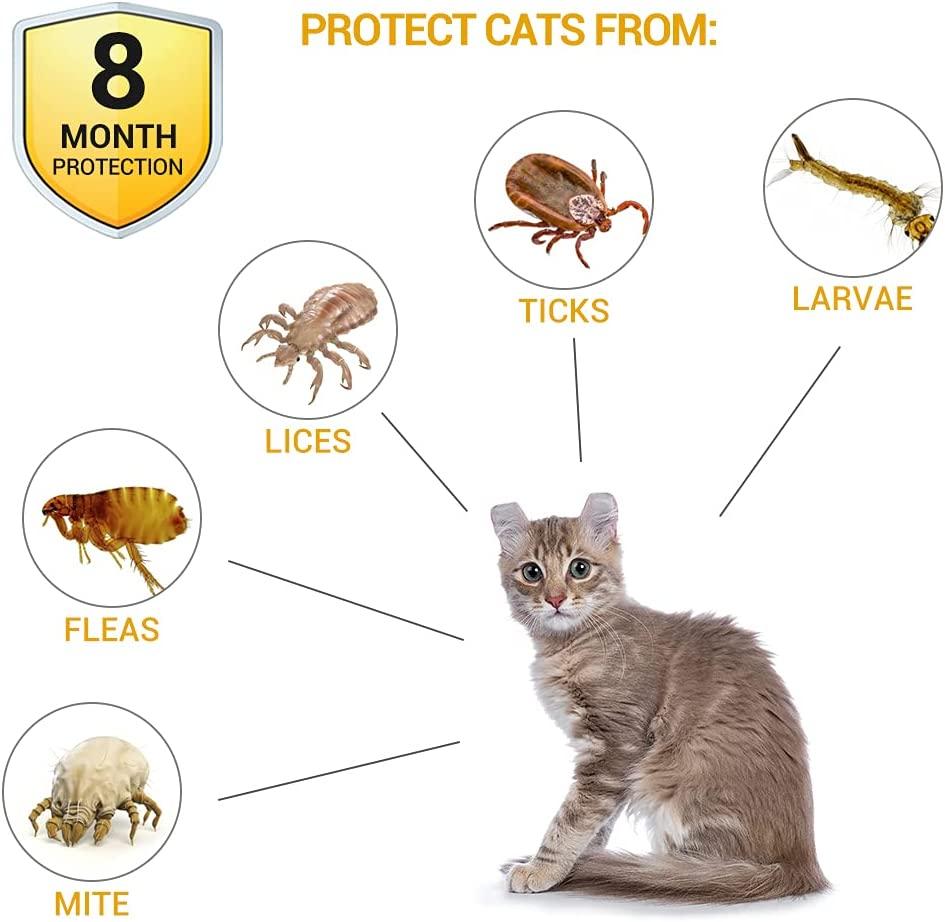 cat flea size