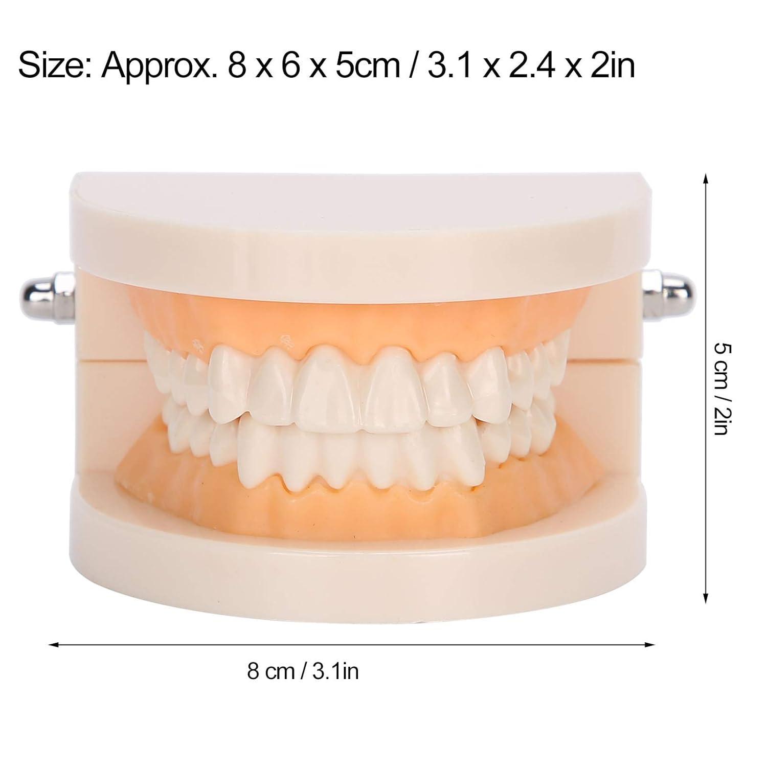 Standard Tooth Model & Dental Practice Tools - Anatomical Typodont for ...