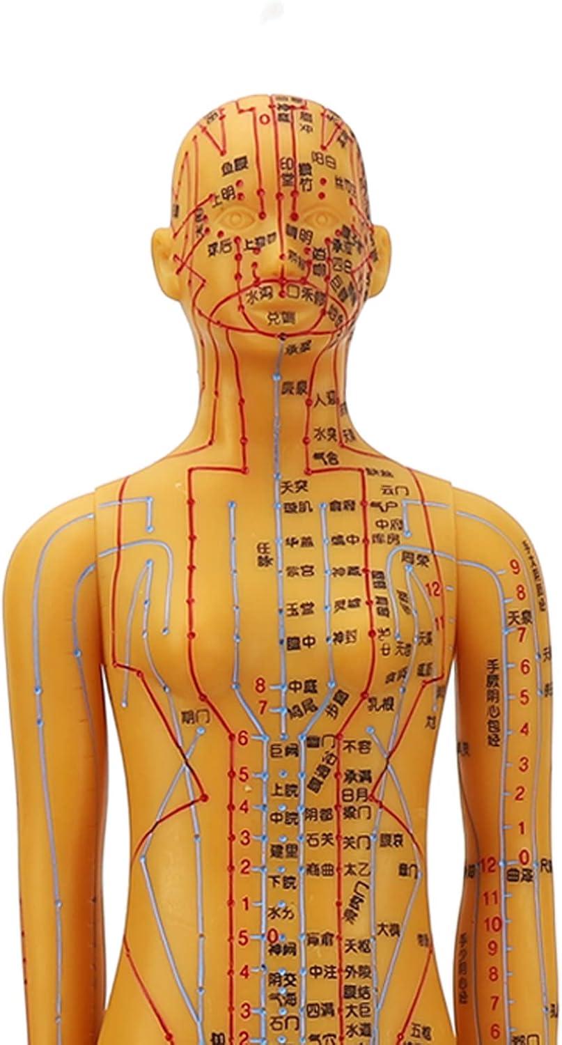 20.9-Inch Female Acupuncture Training Puppet Model - Clear Anatomical ...