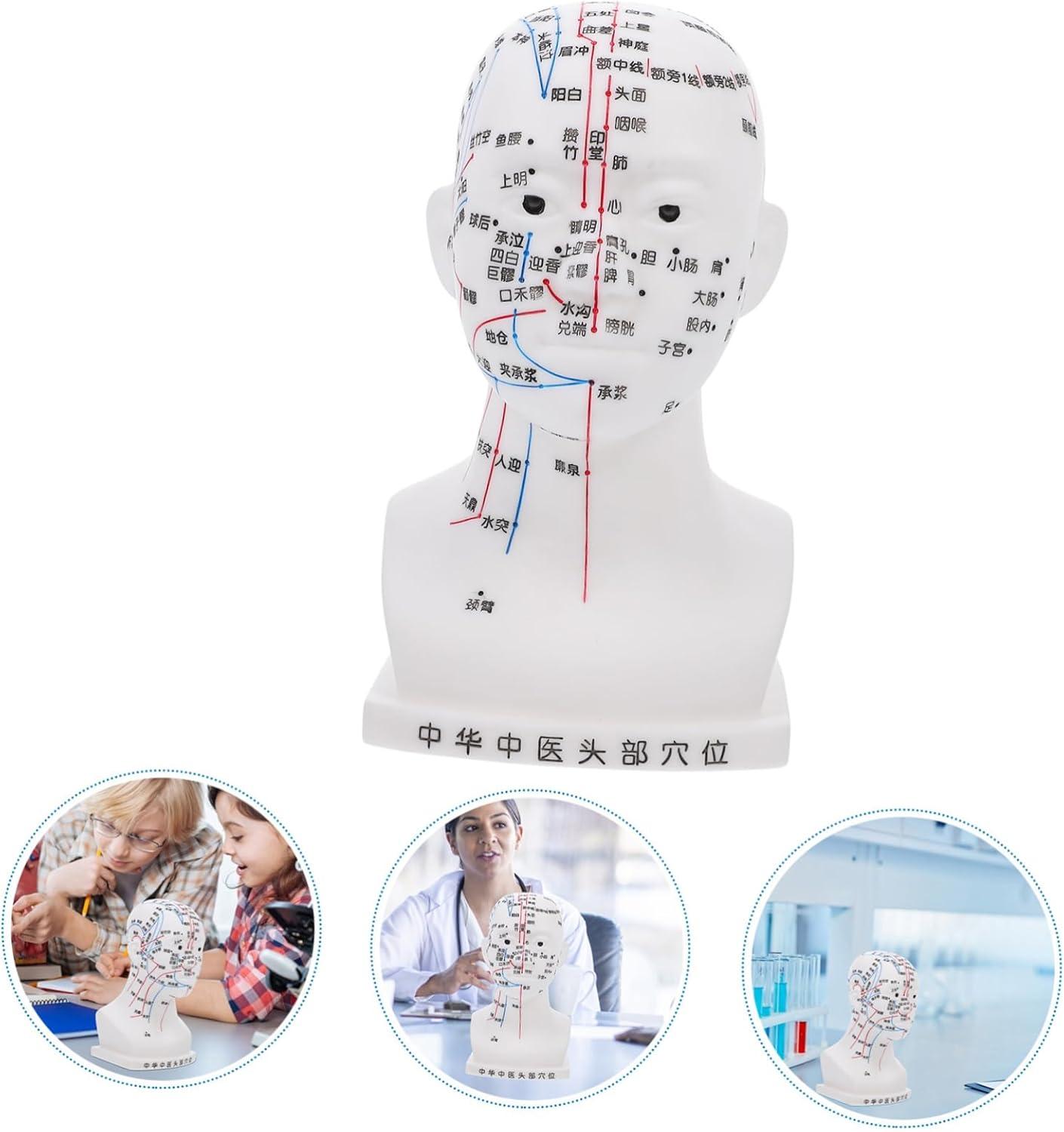 Minkissy Realistic Acupuncture Point Model - Hospital & Laboratory ...