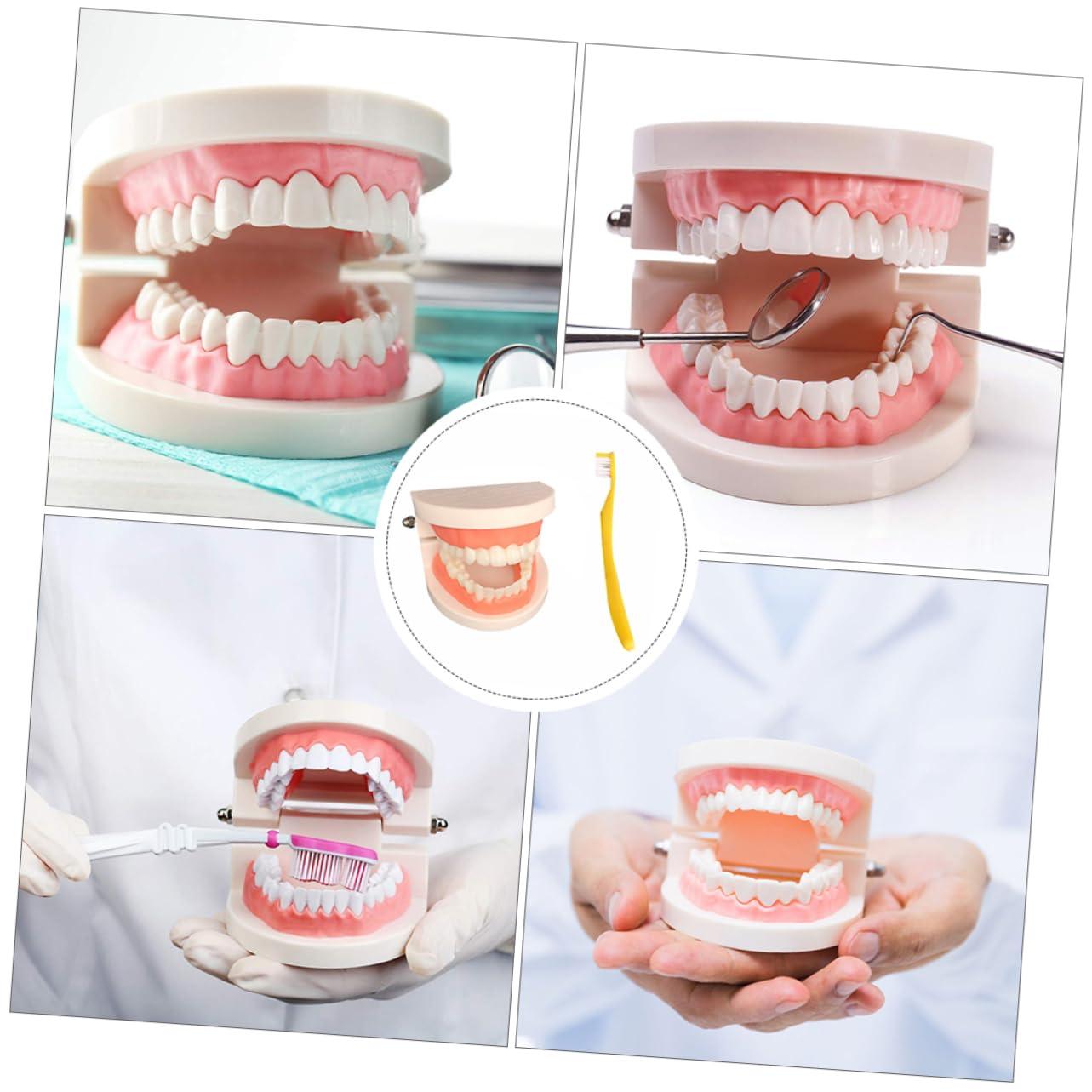 Solustre Denture Model Set - Plastic Tooth Puzzle for Dental Teaching ...