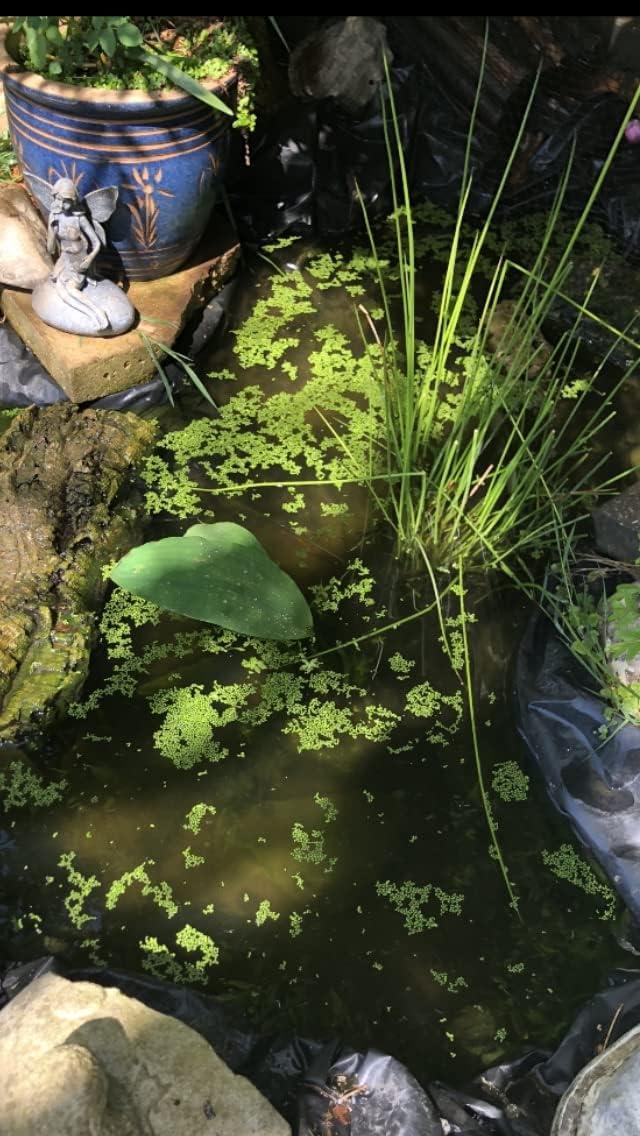 Duckweed Floating Live Plant for Aquarium Garden Pond Duck Weed | Buy ...