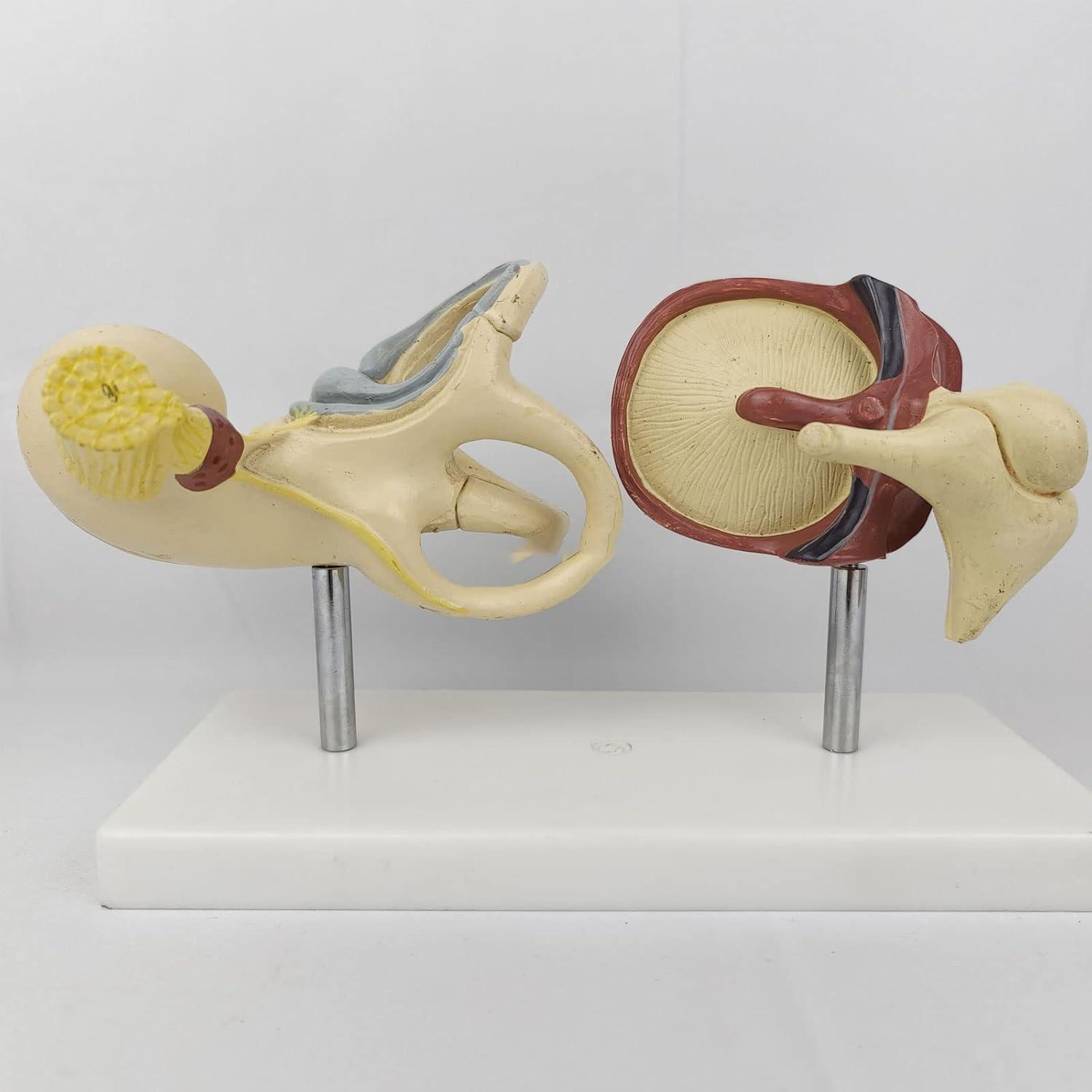 Inner Ear Labyrinth Magnified Model Removable Cochlear Auditory Ossicle ...