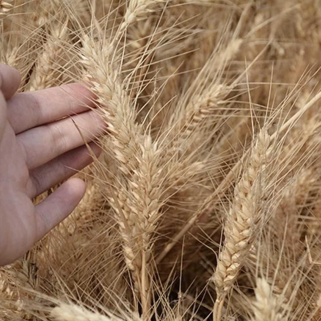 Dried Wheat Stems 100PCS Type 1 Dried Wheat Stalks Dried Wheat Sheaves ...