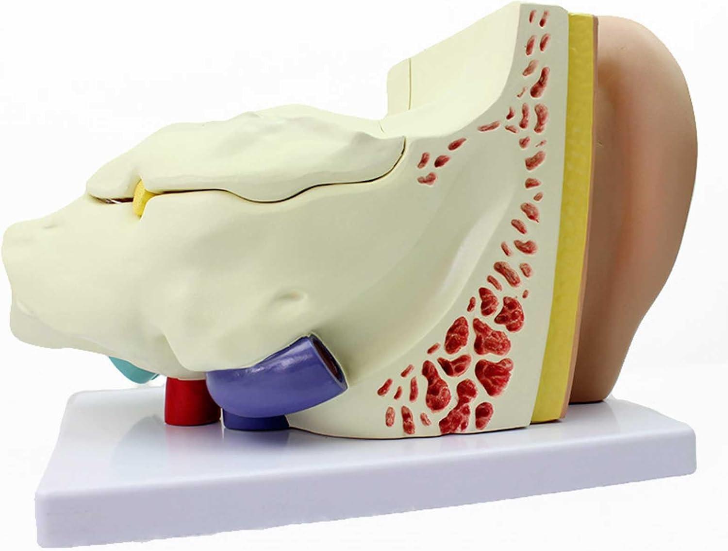 Medical Human Ear Model Outer and Middle Ear and Inner Ear ENT Ear ...