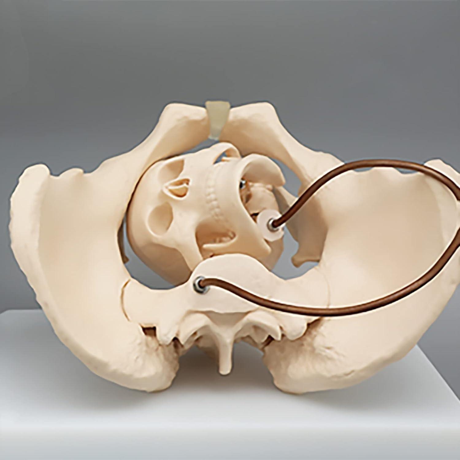 High-Quality PVC Female Pelvis Skeleton Model for Muscle Rehabilitation ...