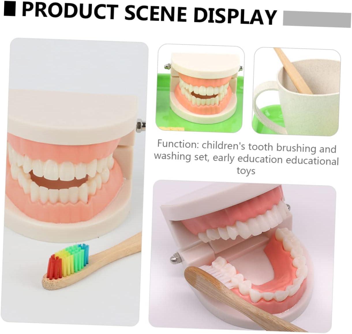 Minkissy Educational Tooth Model Set for Kids | Early Dental Hygiene ...