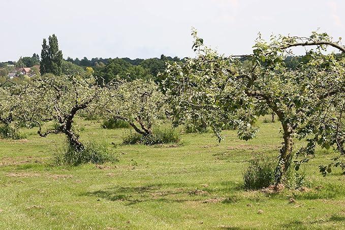 Thursday Cottage Bitter Orange Marmalade 340g | Pack of 1 | Buy Now with Express International ...