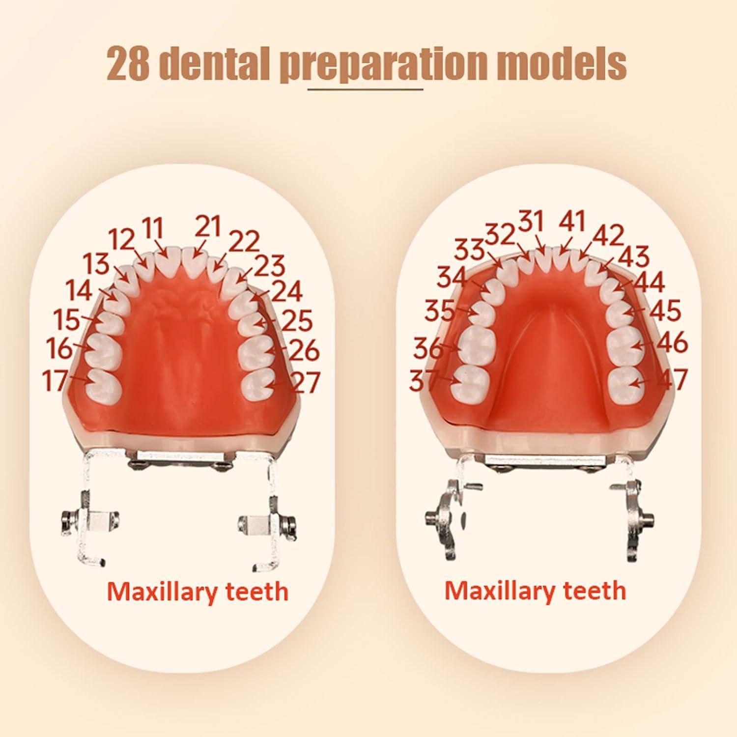 Dental Teeth Model B-28 with Soft Gums & Removable Teeth - Ideal ...