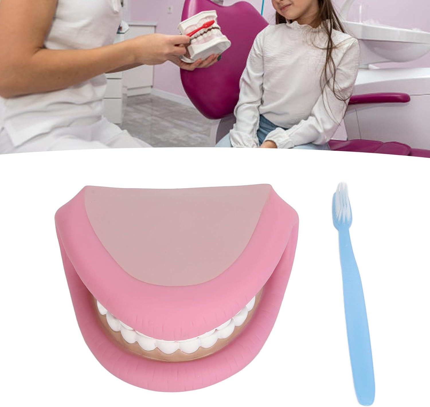 Dental Care Model for Kids | Flexible False Teeth for Speech & Language ...