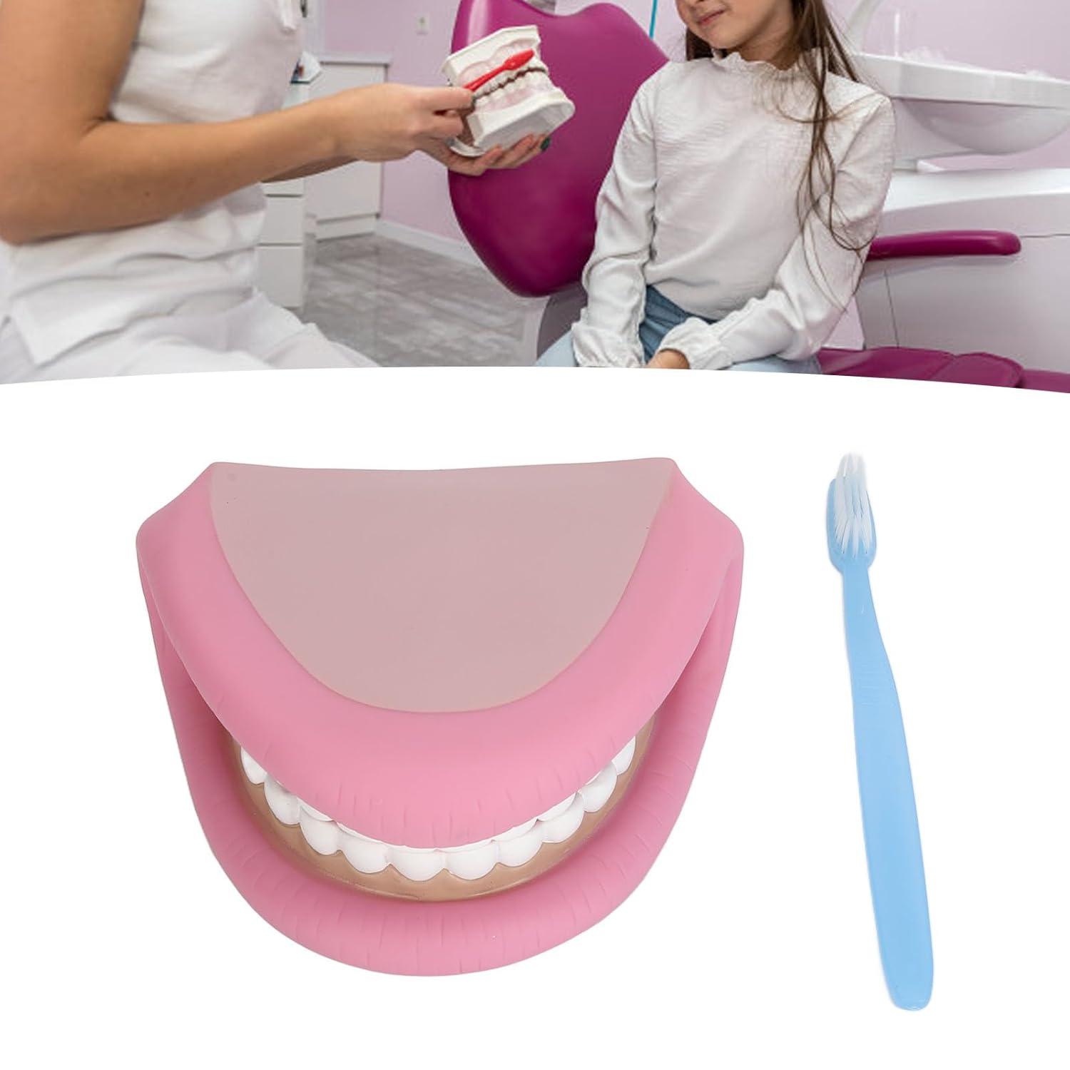 Children's Dental Care Model - Interactive Mouth Doll with 28 Teeth ...