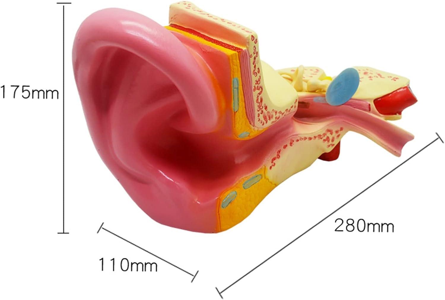 Ear Anatomy Magnified Model Biological Teaching 5 Times Natural Large ...