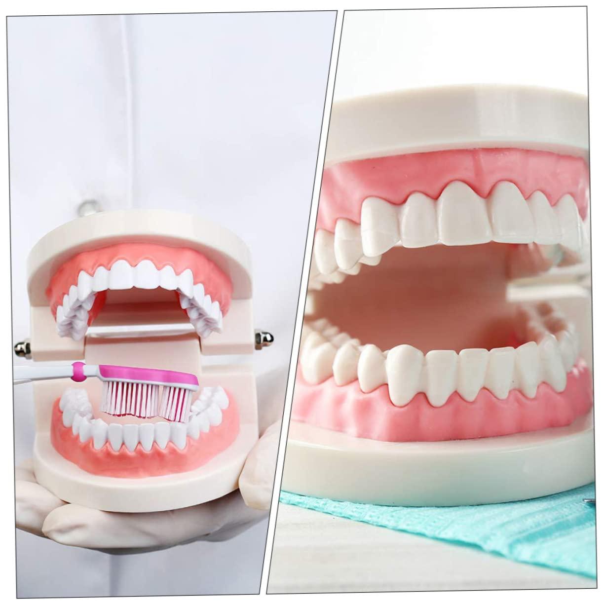 Kichouse Toy 1 PC Tooth Model - Standard Typodonto Dental Health Model ...