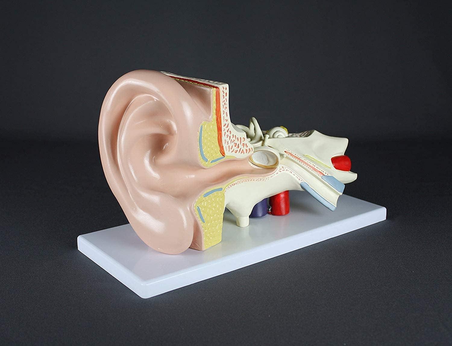 Human Ear Anatomy Model 3 Times Magnification Average Ear Showing ...