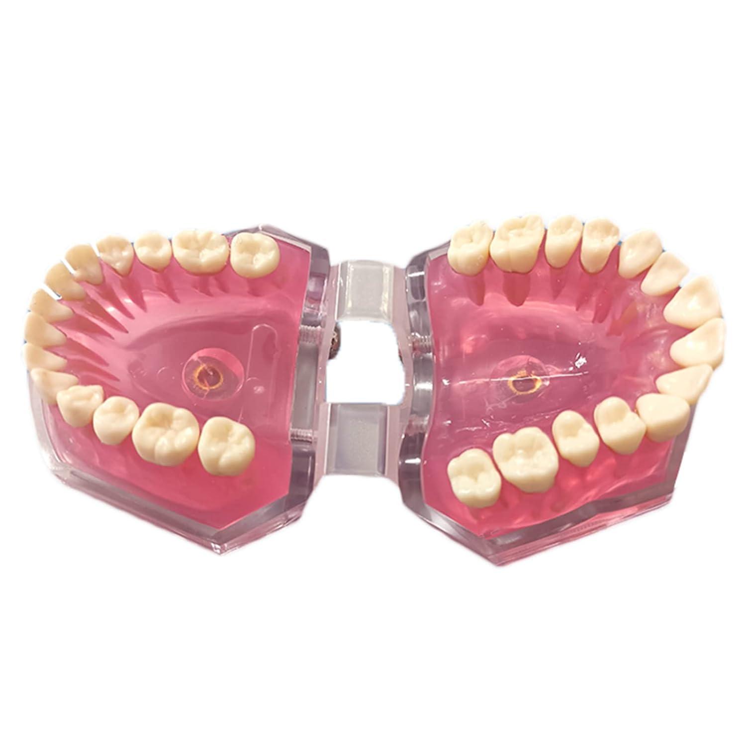 Tooth Lessons Model - Dental Simulation & Standard Practice ...