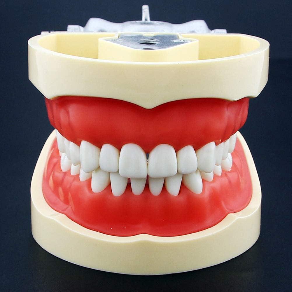 Lmeili Dental Typodont Joint Model - Removable Teeth Anatomy Teaching ...