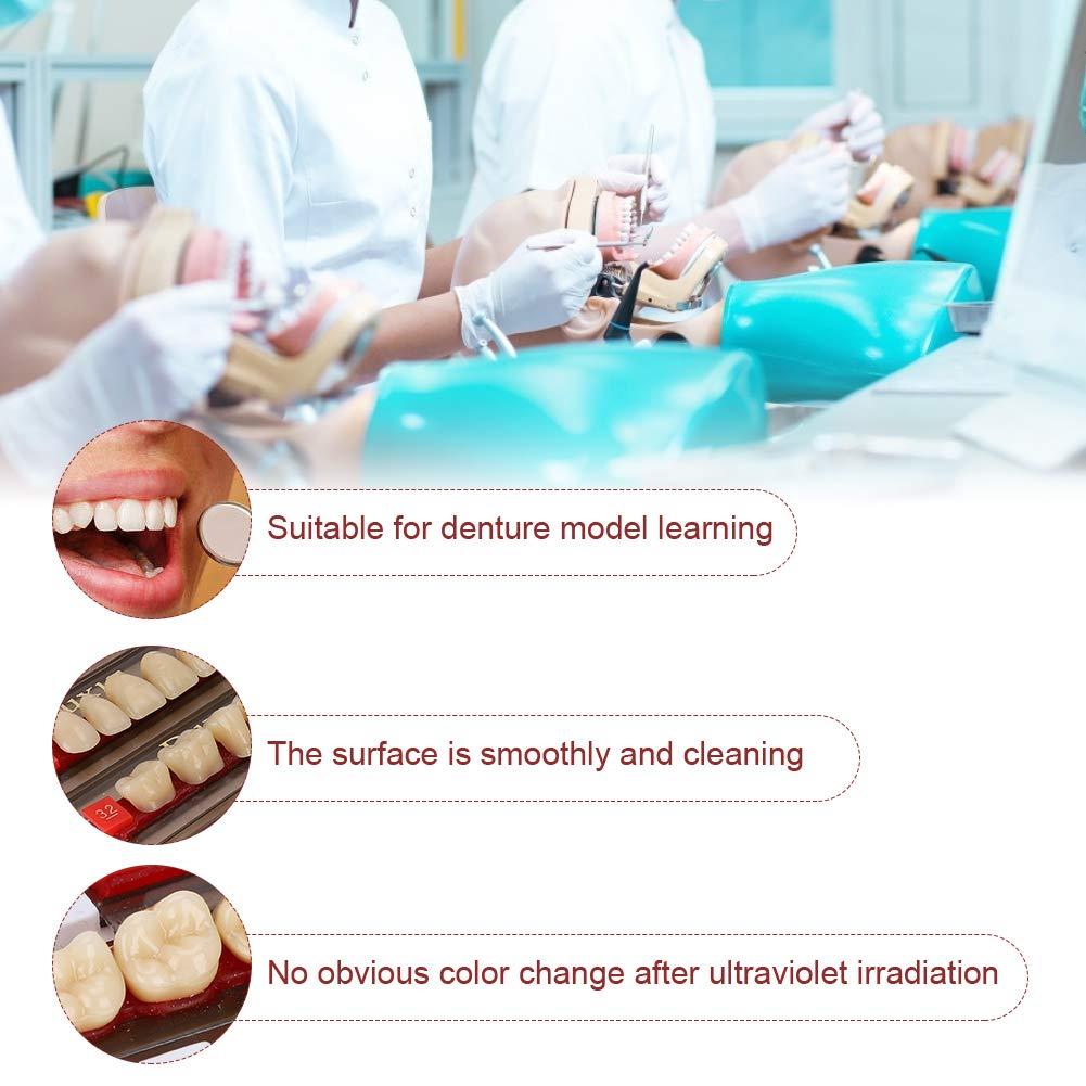 Art Resin Tooth Acrylic Resin Prosthesis - Professional DIY Dental ...