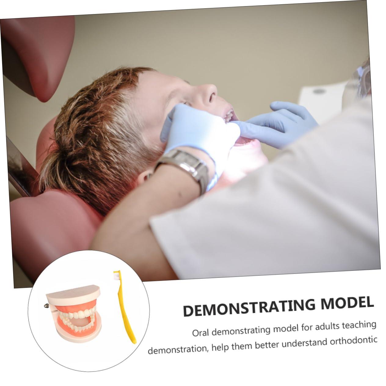 Solustre Denture Model Set - Plastic Tooth Puzzle for Dental Teaching ...