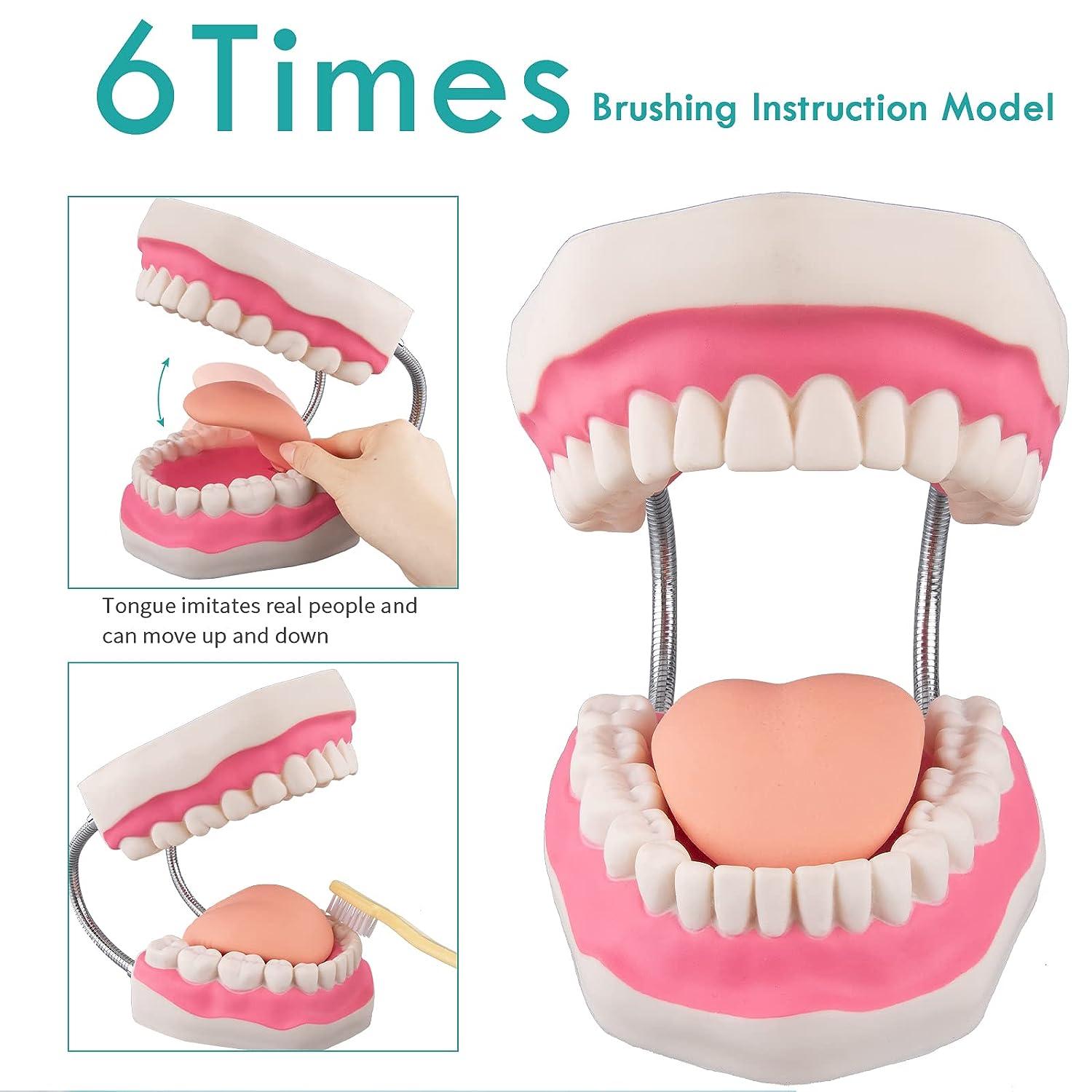 LVCHEN Mouth Model for Speech Therapy - Dental Hygiene Teeth Model with ...