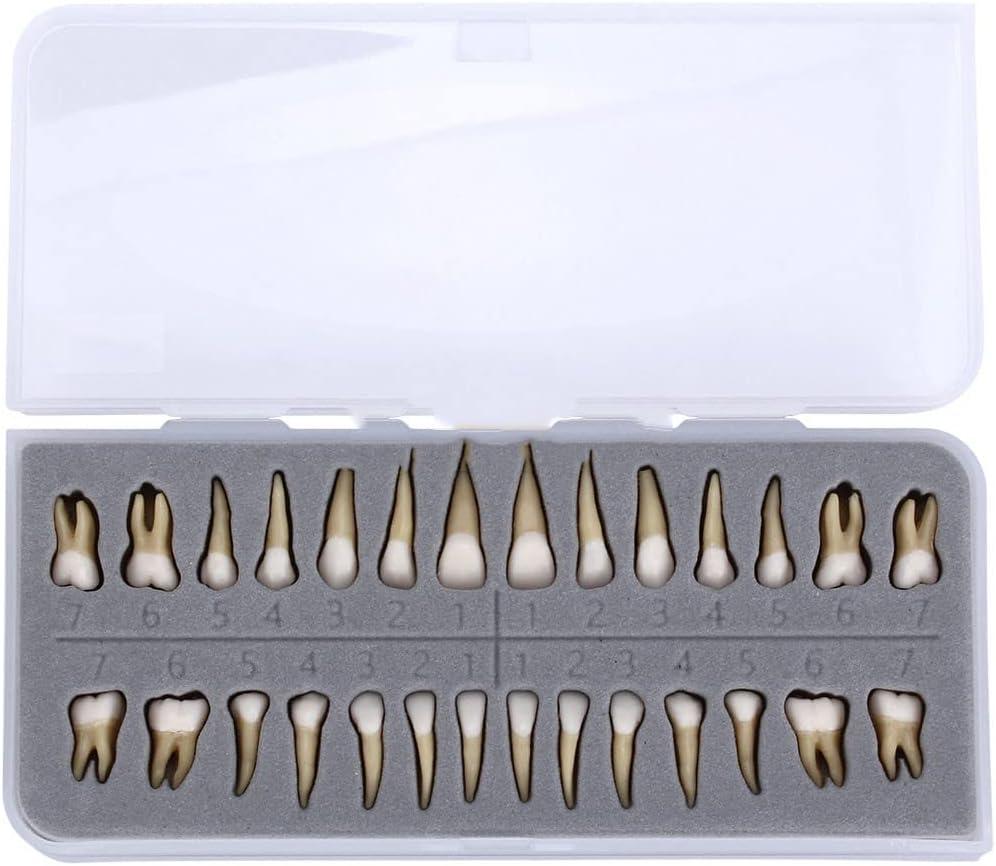 Adult Teeth Model - 28pcs 1:1 Permanent Dental Resin Model for School ...