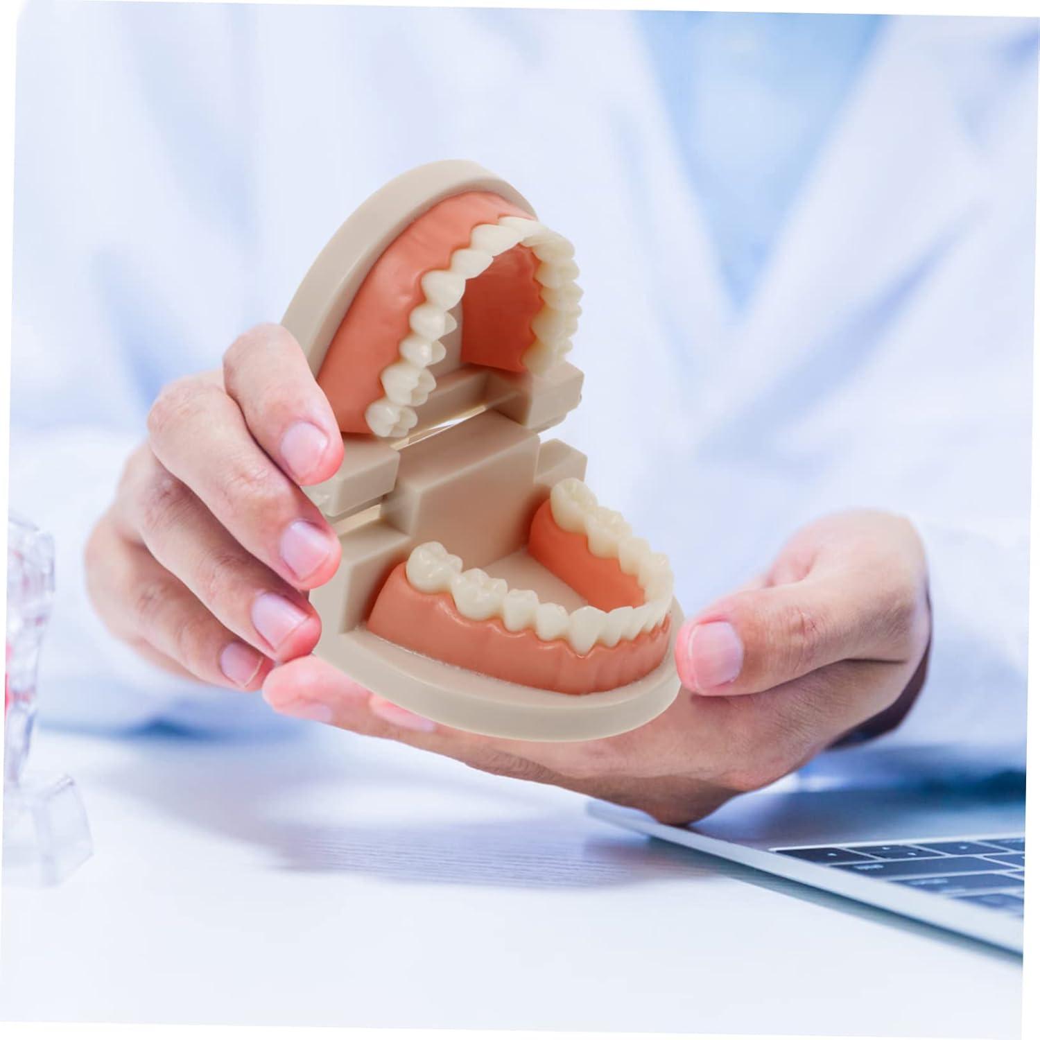 Mobestech Dentist Tooth Model Typodont for Kids | Educational Health ...