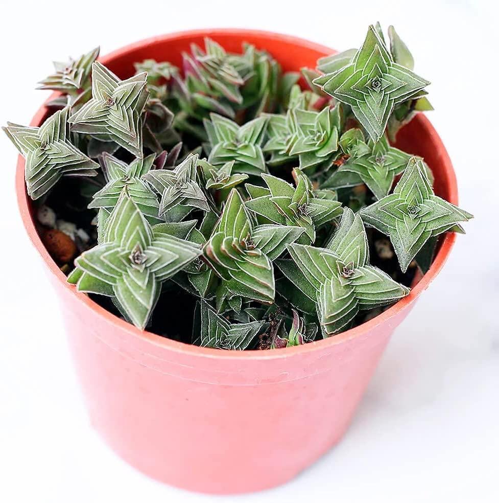 Crassula Pagoda Village 4 inch | Unique Live Succulent Collection ...