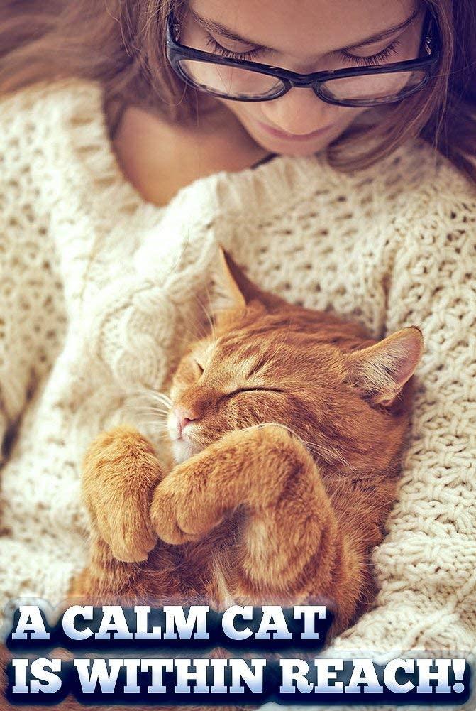 Pet MasterMind Cat Calming Spray - Stress Relief for Anxious Cats | Buy ...